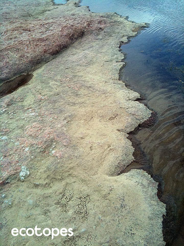 slab_llano_river_i | ecotopes
