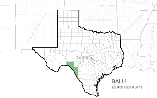 BALU (anacacho bauhinia) | ecotopes