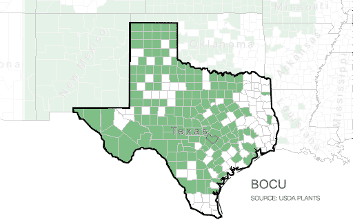 BOCU (sideoats grama) | ecotopes