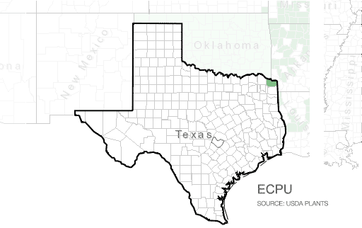 ECPU (purple coneflower) | ecotopes