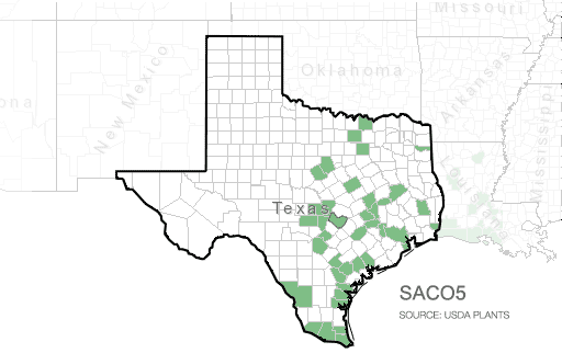 SACO5 (scarlet sage) | ecotopes