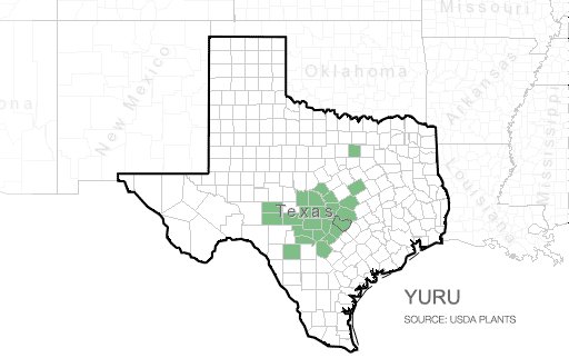 YURU (twisted-leaf yucca) | ecotopes