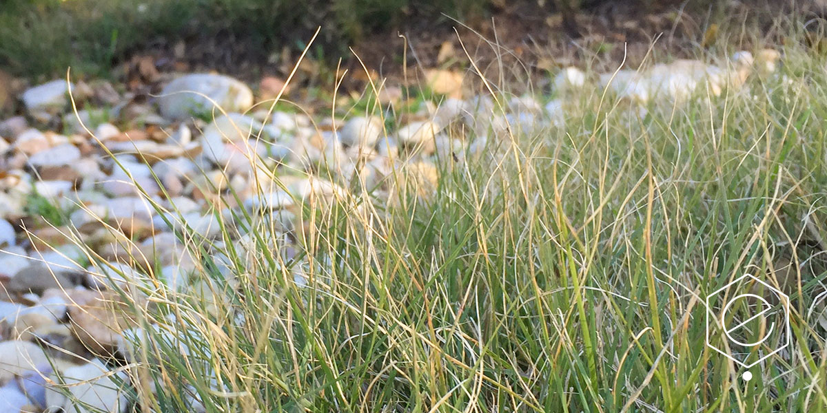 short-grass | ecotopes