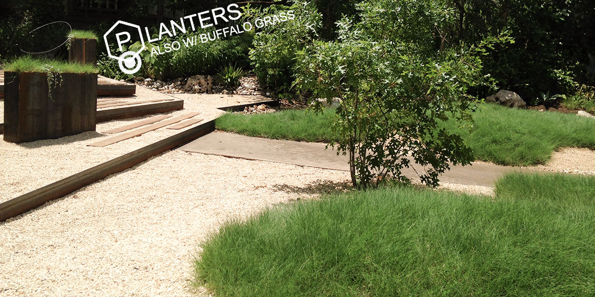 buffalo-grass-7 | ecotopes