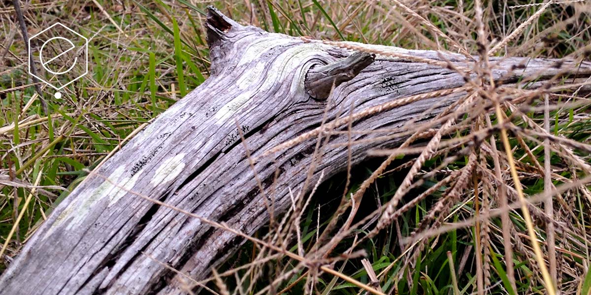 ghostwood-5 | ecotopes