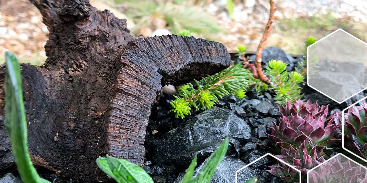 ghostwood-6 | ecotopes