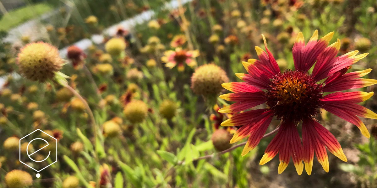 wildflower-patch-1 | ecotopes
