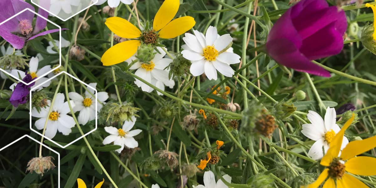 wildflower-patch-5 | ecotopes