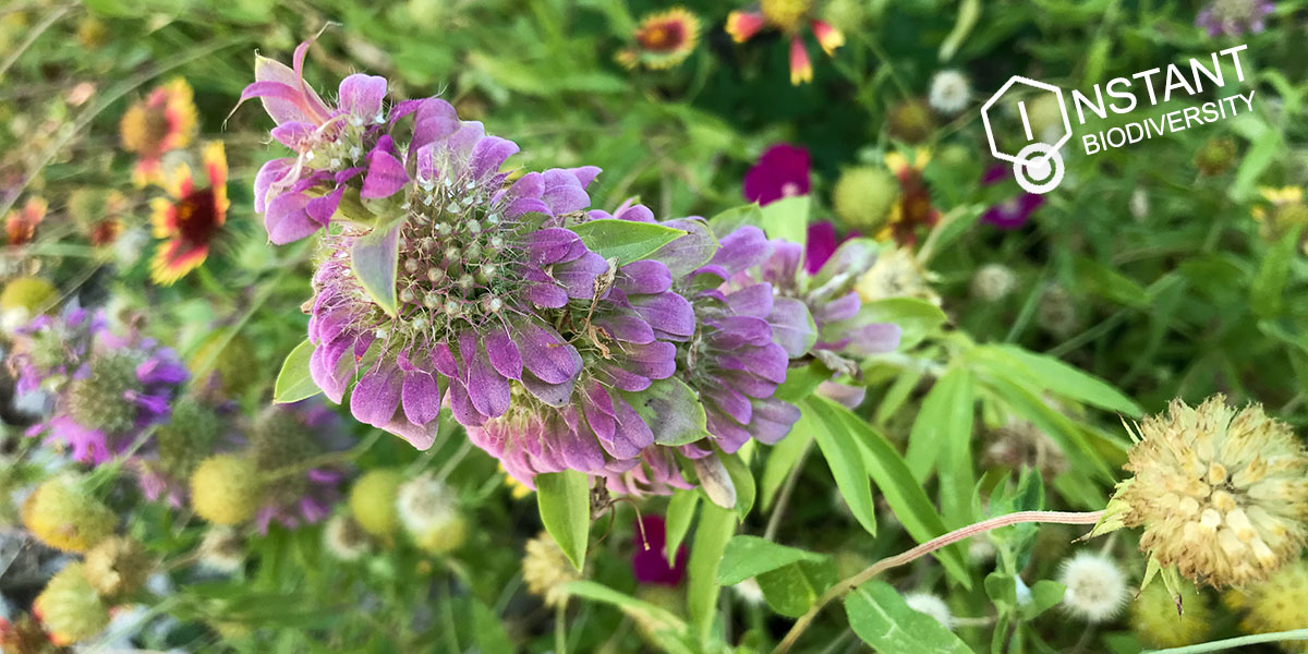 wildflower-patch-8 | ecotopes