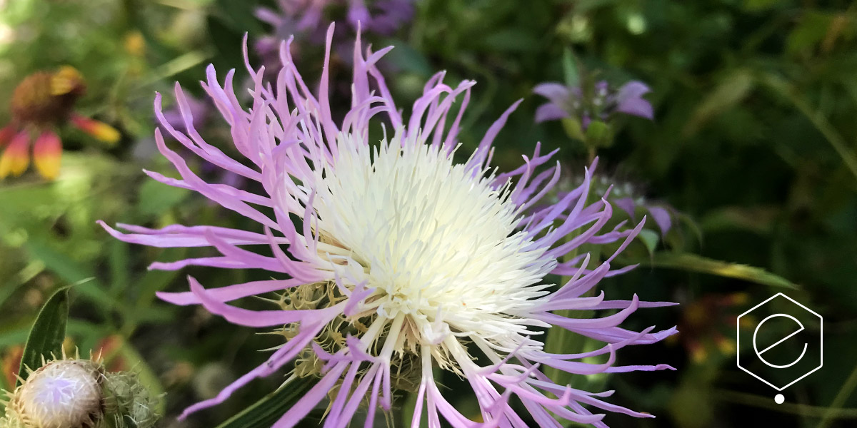 wildflower-patch-9 | ecotopes