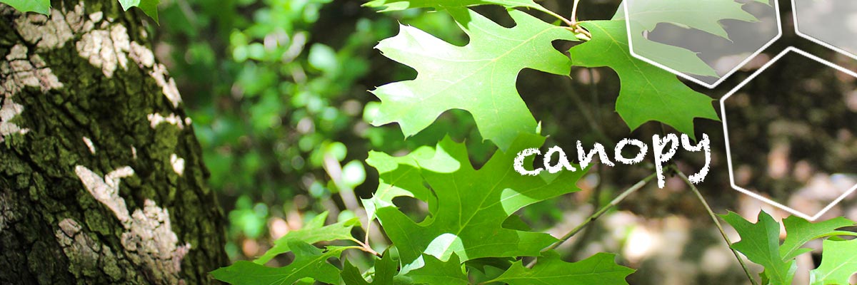 canopy-header | ecotopes