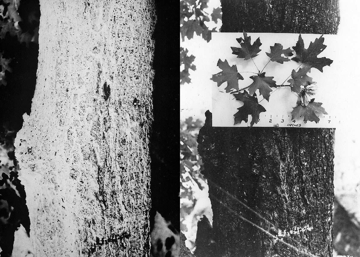 ACGR3-diagram001 | ecotopes