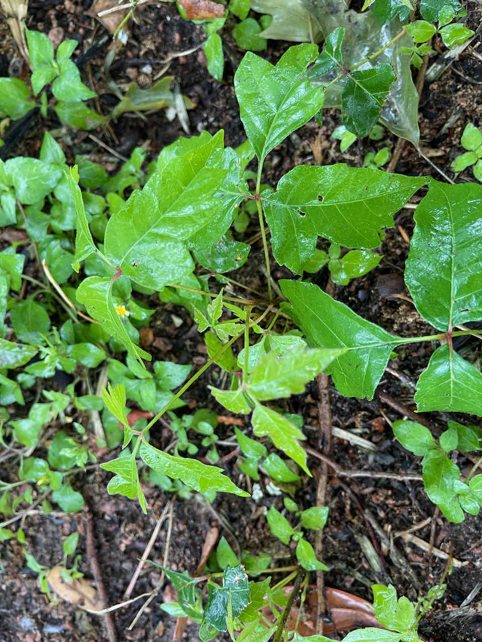 chase-beck – 12 | ecotopes